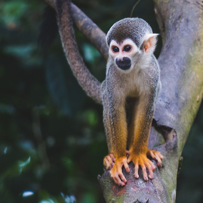 Hábitat de los primates en Colombia | Comfenalco Antioquia